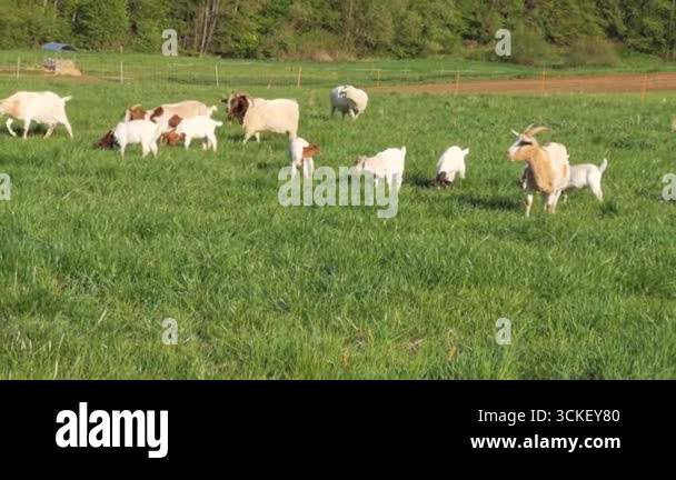 Goats and sheep graze and frolic in a vibrant green pasture, enjoying a ...