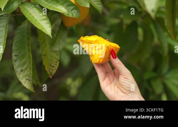 Freshly picked eggfruit, also known as canistel, is held in female ...