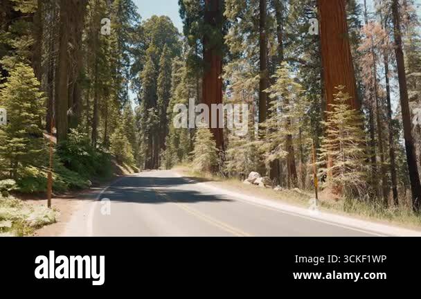 Beautiful road winding through tall sequoia trees in California. Scenic ...