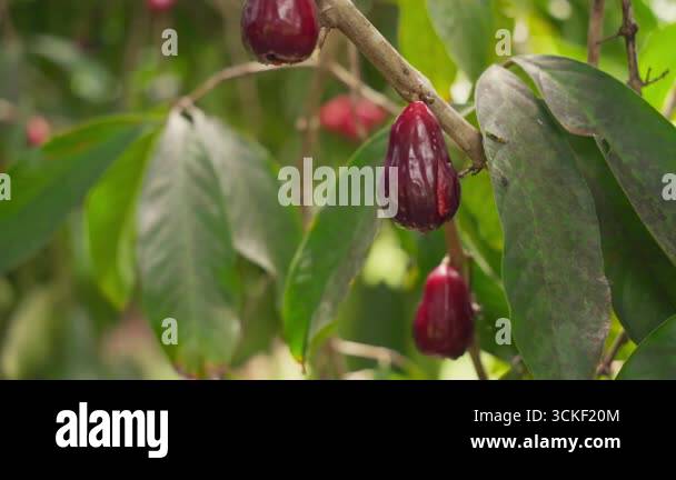 ripe rose apples hanging on a tropical tree in orchard. Exotic fruit ...