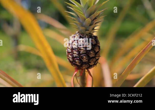 pineapple stands tall on tropical plantation field prepared for harvest ...