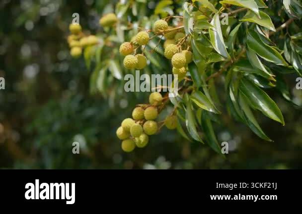 Fresh lychee fruits ripening on tree in Hawaiian orchard. Exotic ...