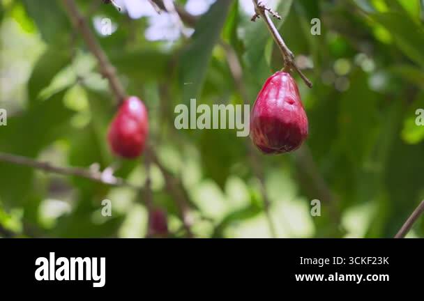 Ripe rose apples growing on a tree branch in tropical orchard. Exotic ...
