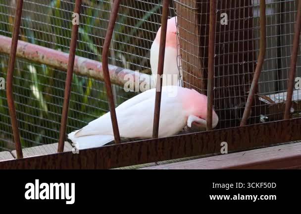Cockatoo interacting with enclosure at the zoo Stock Video Footage - Alamy