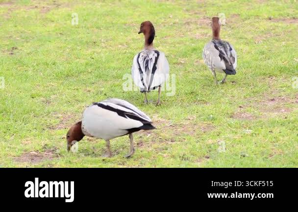 Two ducks foraging on grassy field Stock Video Footage - Alamy