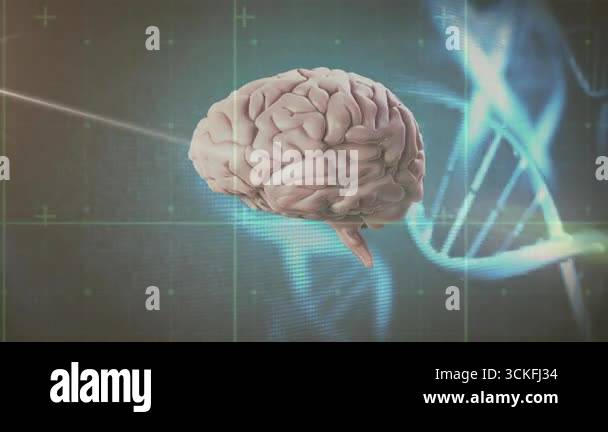 Upon starting, 3D human brain rotating left while golden beam scanning ...