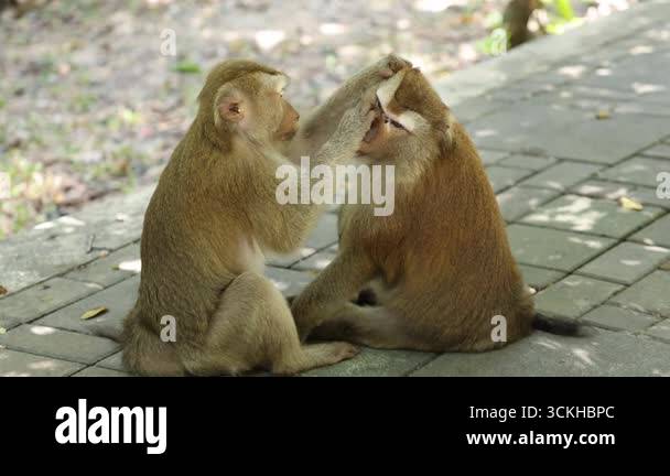 Two monkeys grooming each other on pavement Stock Video Footage - Alamy