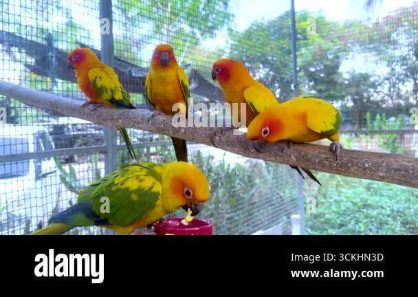 Colorful parrots interacting on a perch Stock Video Footage - Alamy