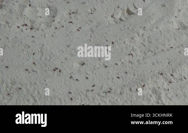 weevils crawling in white flour Stock Video Footage - Alamy