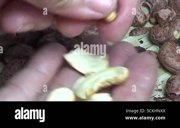 cashew nut scene, cashew shelling Stock Video Footage - Alamy