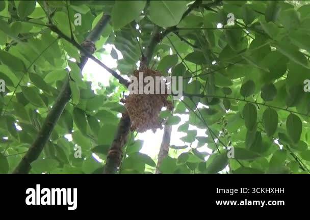 The beehive on tree Stock Video Footage - Alamy