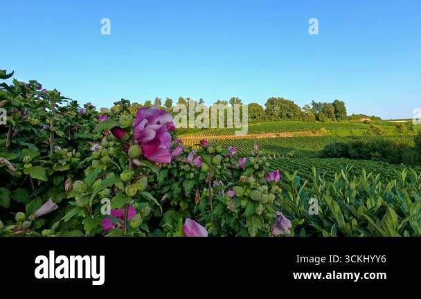 Pink flowers sway in a vineyard breeze Stock Video Footage - Alamy