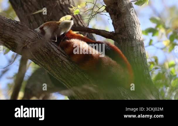 Red fox resting on a tree branch Stock Video Footage - Alamy