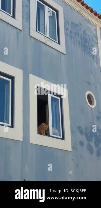 A curious cat sits and gazes out of a window, capturing an interesting ...