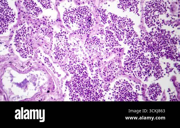 Human cerebellar cortex, light microscopy showing Purkinje cells ...