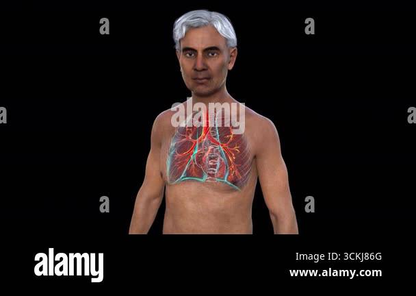 Human respiratory system, 3D animation showing transparent male body ...
