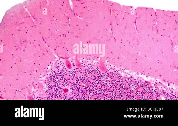 Human cerebellar cortex, light microscopy showing Purkinje cells ...