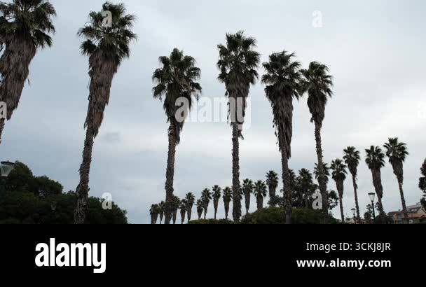 Slow-motion shot of tall palm trees gently swaying in the wind beneath ...