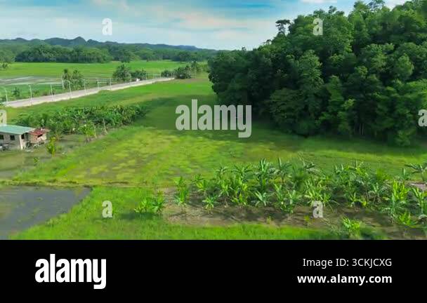 Aerial view of expansive rural landscape featuring lush green rice ...