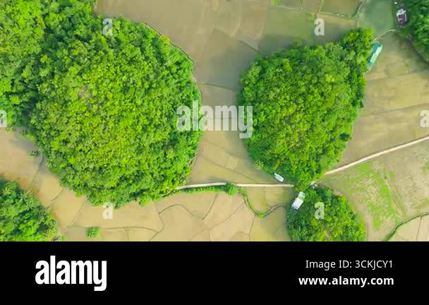 Aerial view of Chocolate Hills, green mounds surrounded by geometric ...
