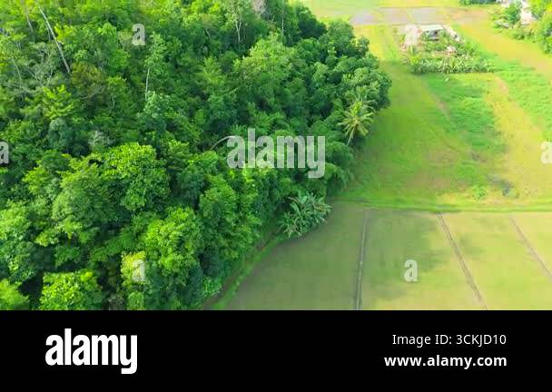 Aerial view of green rice paddies and lush tropical forest extending to ...