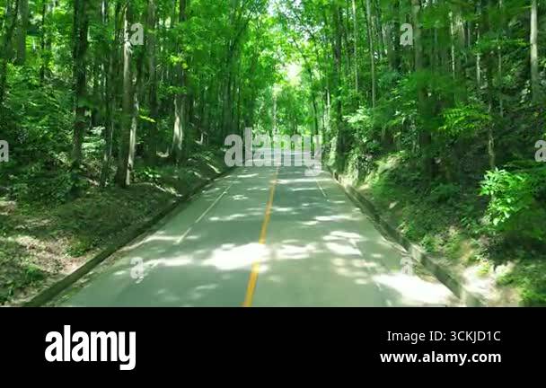 Aerial view on road passing through the tall, dense mahogany trees of ...
