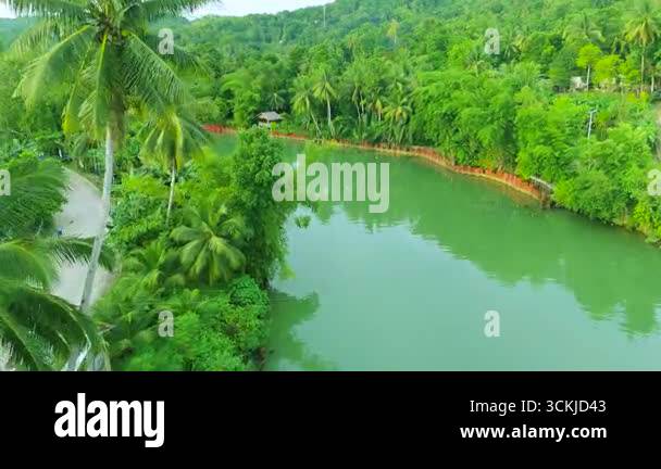 Aerial view of a wide tropical river flowing through dense rainforest with palm trees and ...