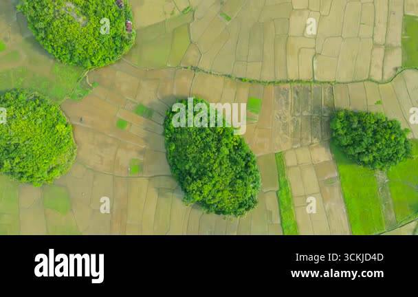 Aerial top-down view of green rounded hills amidst terraced rice ...