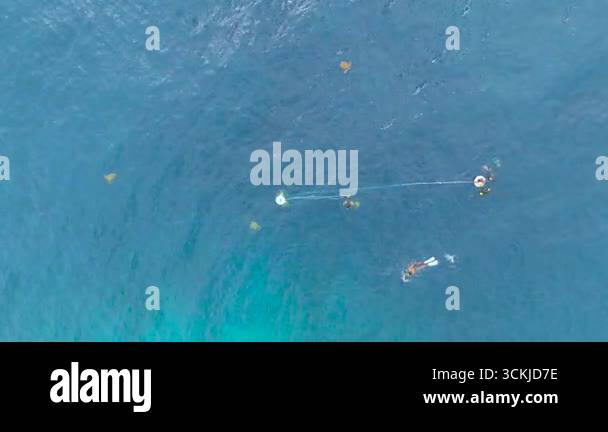 Aerial view of people snorkeling with sea turtles and buoys in the ...