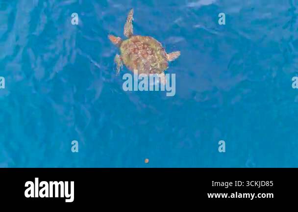 Aerial view of a green sea turtle swimming in ocean water in Moalboal ...