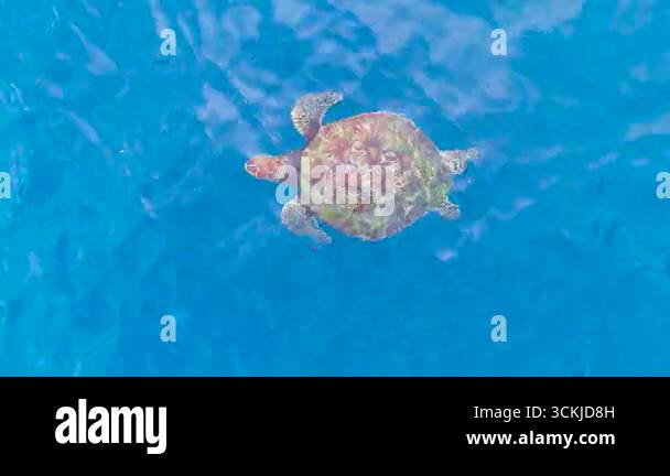 Aerial view of a large sea turtle swimming in blue ocean water ...