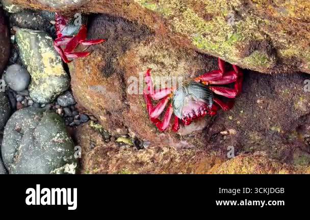 A closeup view showcases vibrant, colorful red crabs that inhabit the ...