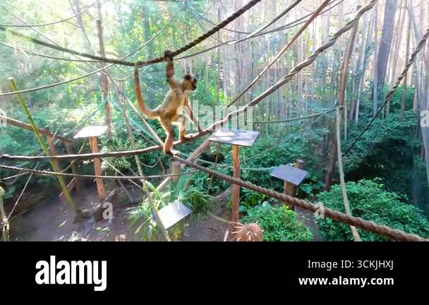 Spider monkey swinging energetically through ropes in zoo enclosure ...