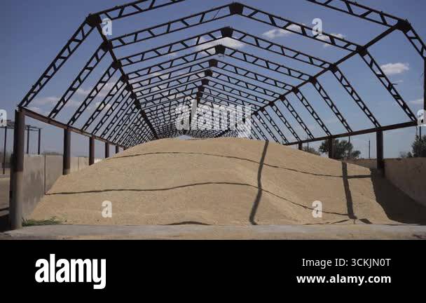 A huge pile of harvested grain stored under a frame in a warehouse ...