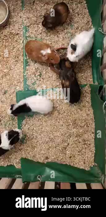 Brown white black guinea pig rodent pet enclosure with wood shaving ...