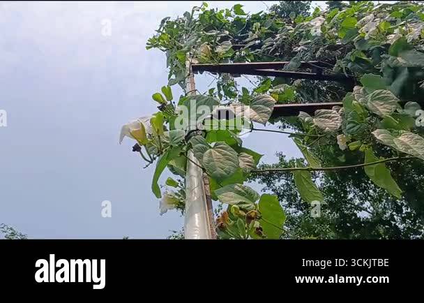 Climbing plants around garden poles Stock Video Footage - Alamy