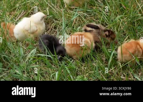 Many small newborn fluffy chickens Stock Videos & Footage - HD and 4K ...