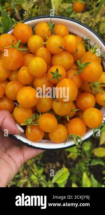 Freshly harvested ripe yellow cherry tomatoes in a bowl against the ...