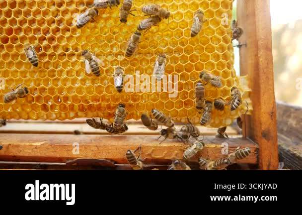 Bees crawl along the frame with wax in the hive. Honey collection ...