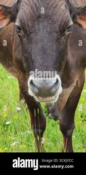 Soft drooping Stock Videos & Footage - HD and 4K Video Clips - Alamy