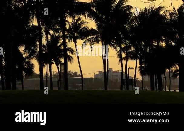 Bright recreational park with green palms at the golden hours in Miami ...