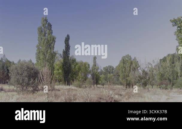 Verdant poplar and maple trees towering above grassy summer meadow ...