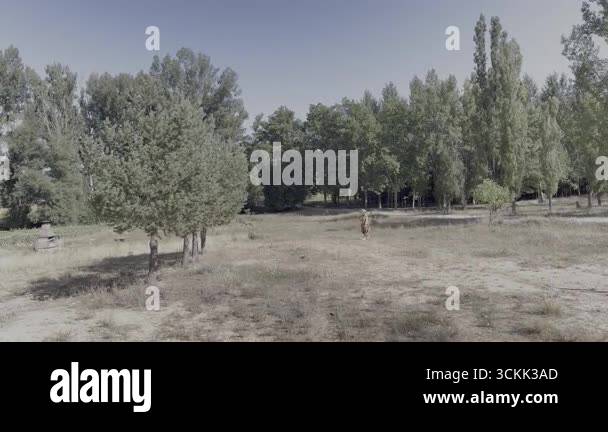 Verdant poplar and maple trees towering above grassy summer meadow ...