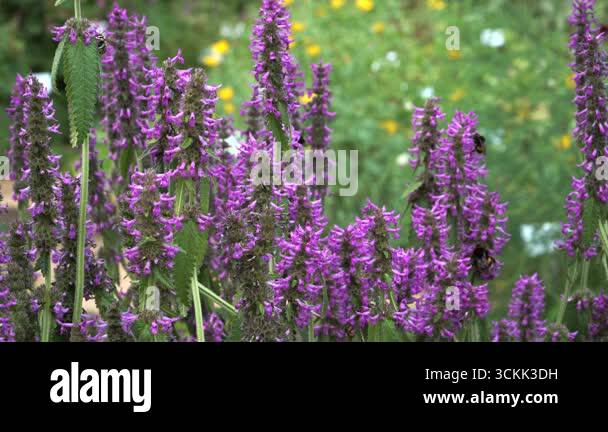 A close-up of vibrant purple Betony (Betonica officinalis) flower ...