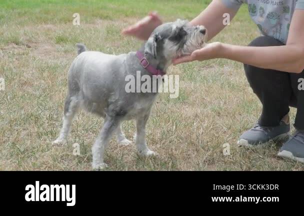 Close up miniature schnauzer puppy Stock Videos & Footage - HD and 4K ...