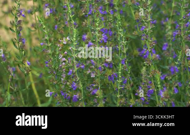 A close-up view of multiple Hyssop (Hyssopus officinalis) stems ...