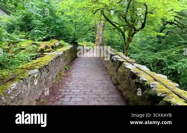 A scenic walk through lush greenery Stock Video Footage - Alamy