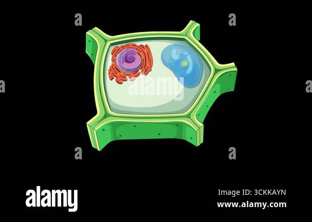 Structures of chloroplasts Stock Videos & Footage - HD and 4K Video ...