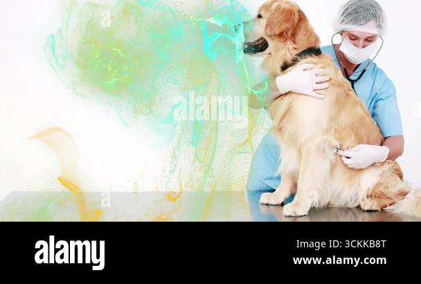 Veterinarian kneeling in clinic placing stethoscope for checking ...