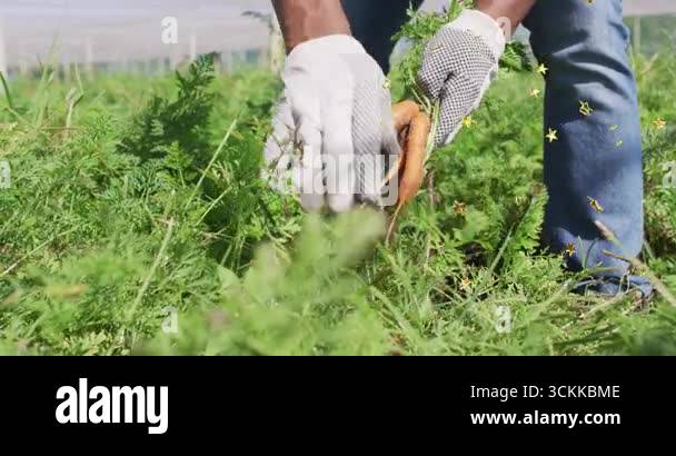 Bending in carrot patch male farmer gripping carrots in gloves and ...